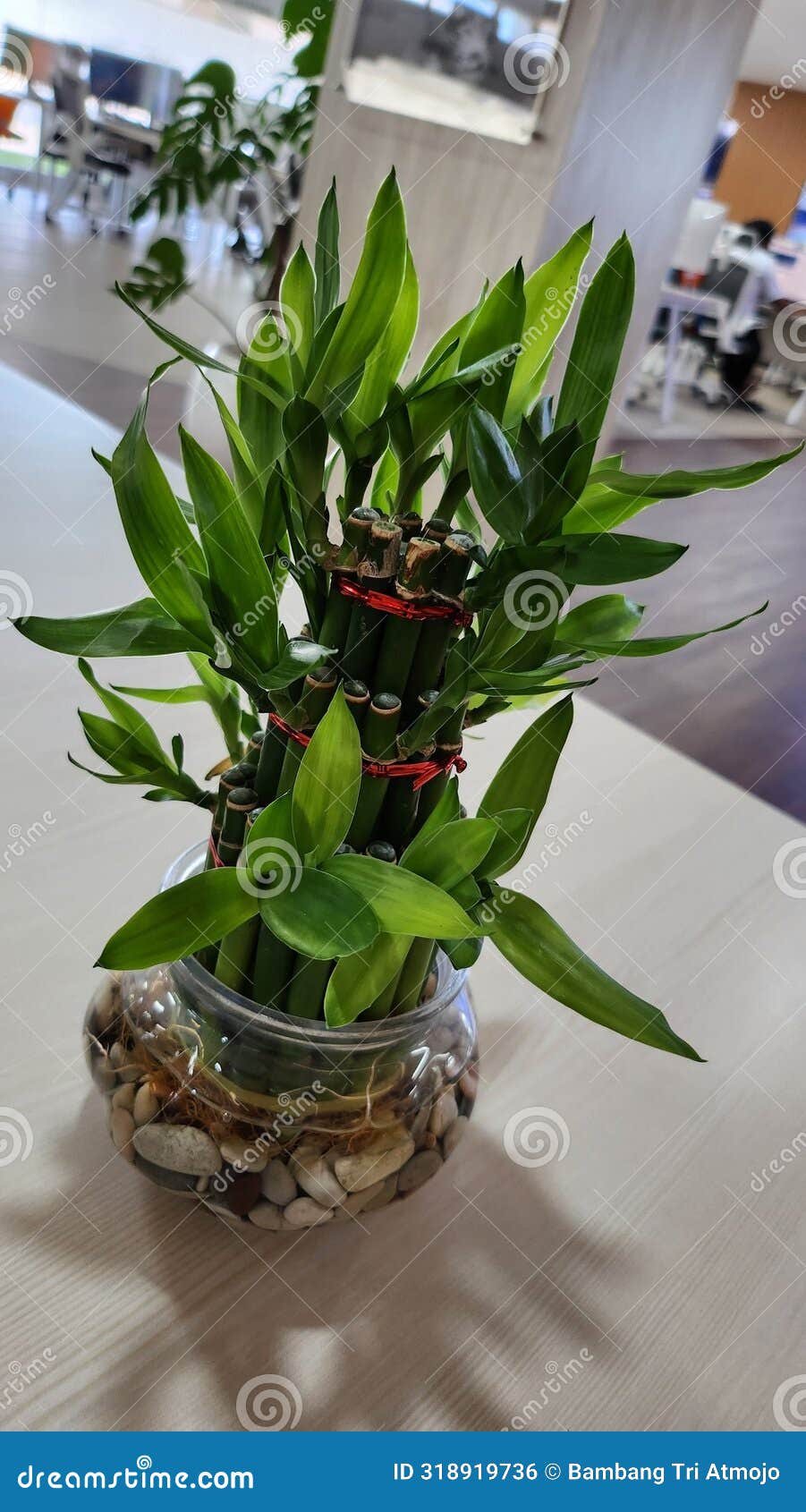 Bamboo Plants are Used As Table Decorations Stock Photo - Image of ...