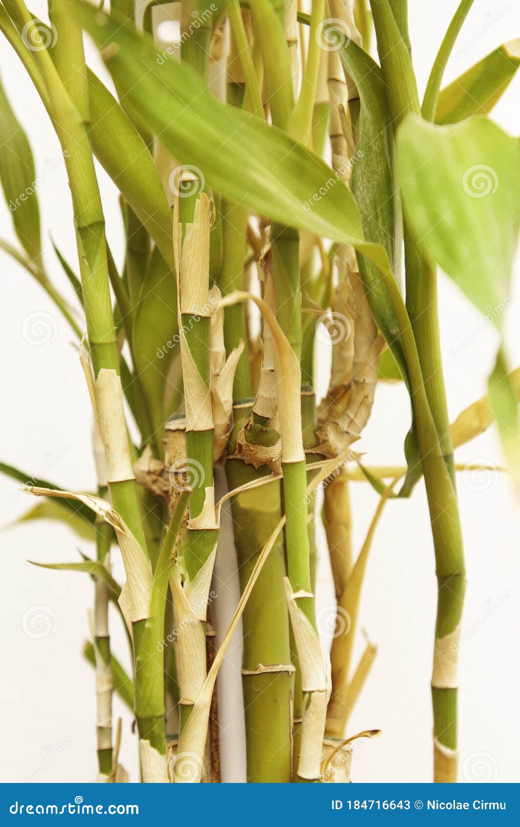 Bamboo Plants on a White Background Stock Image - Image of healthy ...