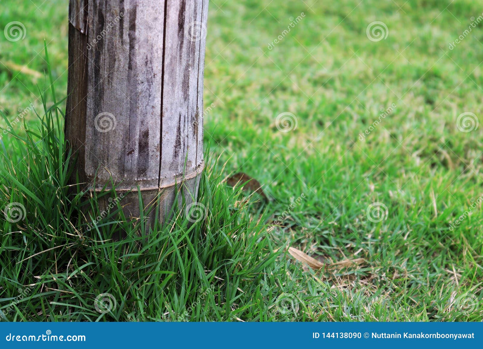 Bamboo Pole on Green Grass, Pole on Green Garden Stock Photo - Image of ...