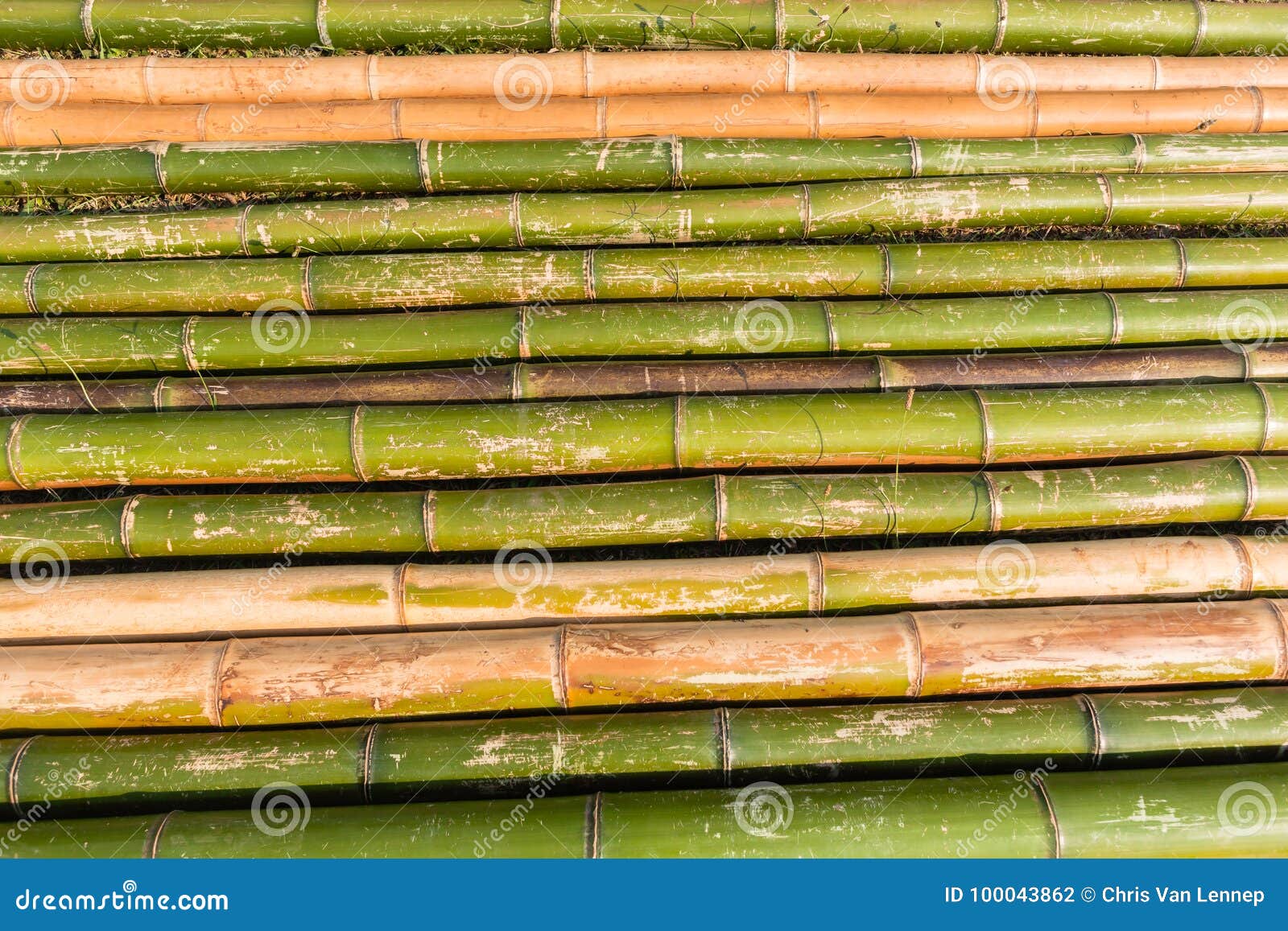 Bamboo Poles Layout stock photo. Image of trees, bamboo - 100043862