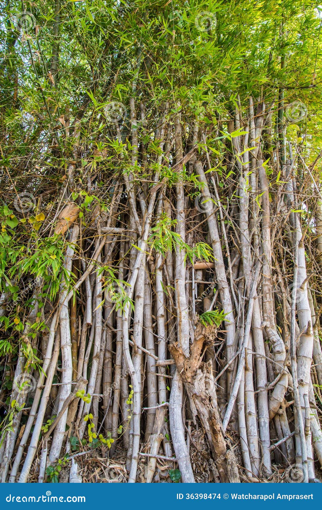 Bamboo poles. stock photo. Image of lines, fresh, leaves - 36398474