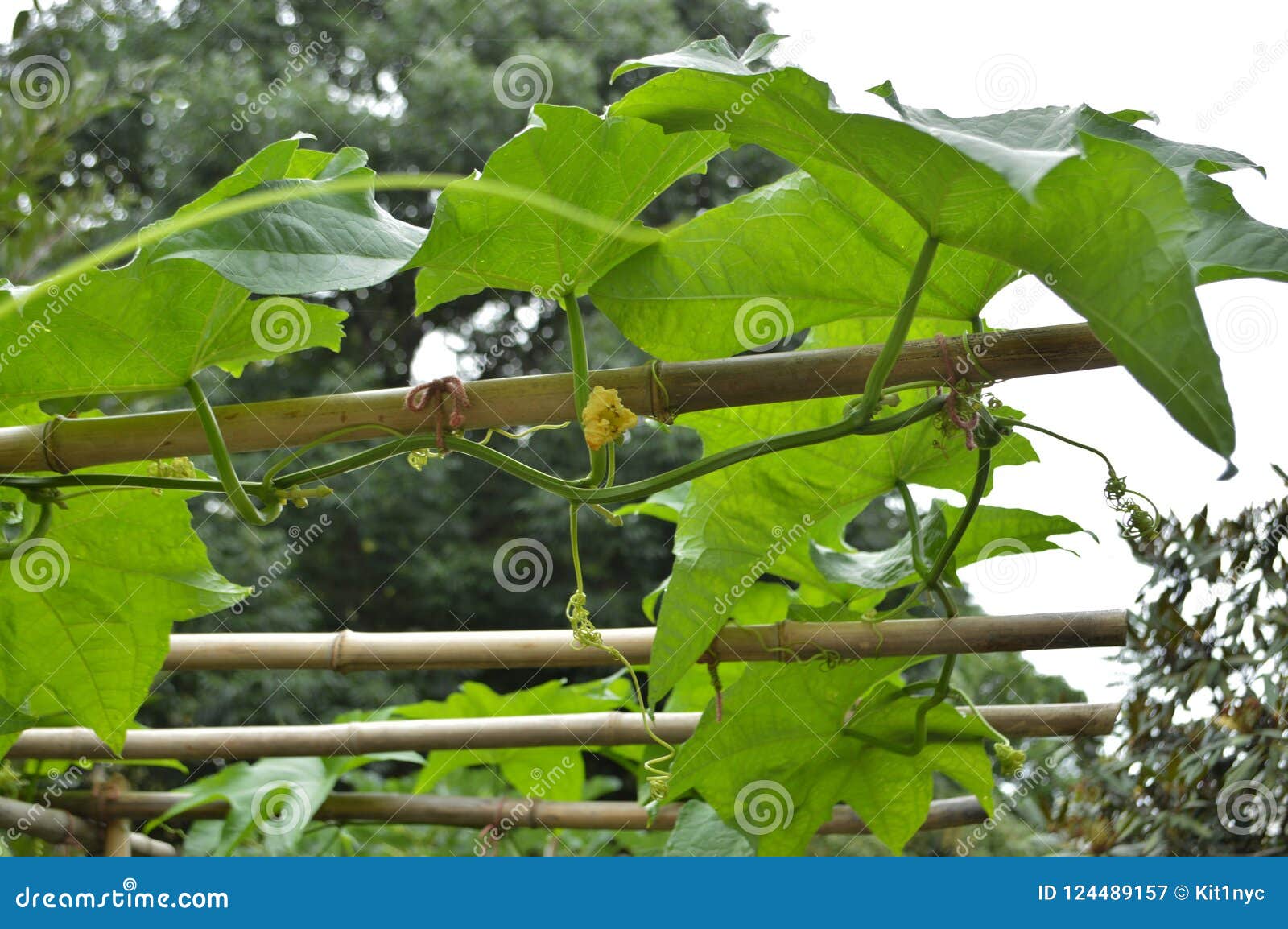 Bamboo Poles for Vegetable Gardening Supporting Structure Trellis Stock ...