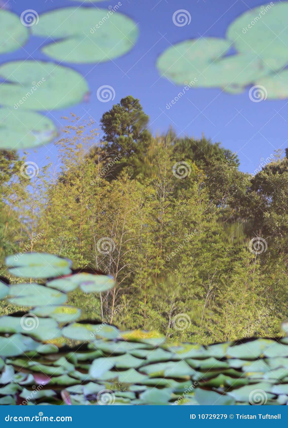 Bamboo Pond stock image. Image of nature, bambuseae, poaceae - 10729279