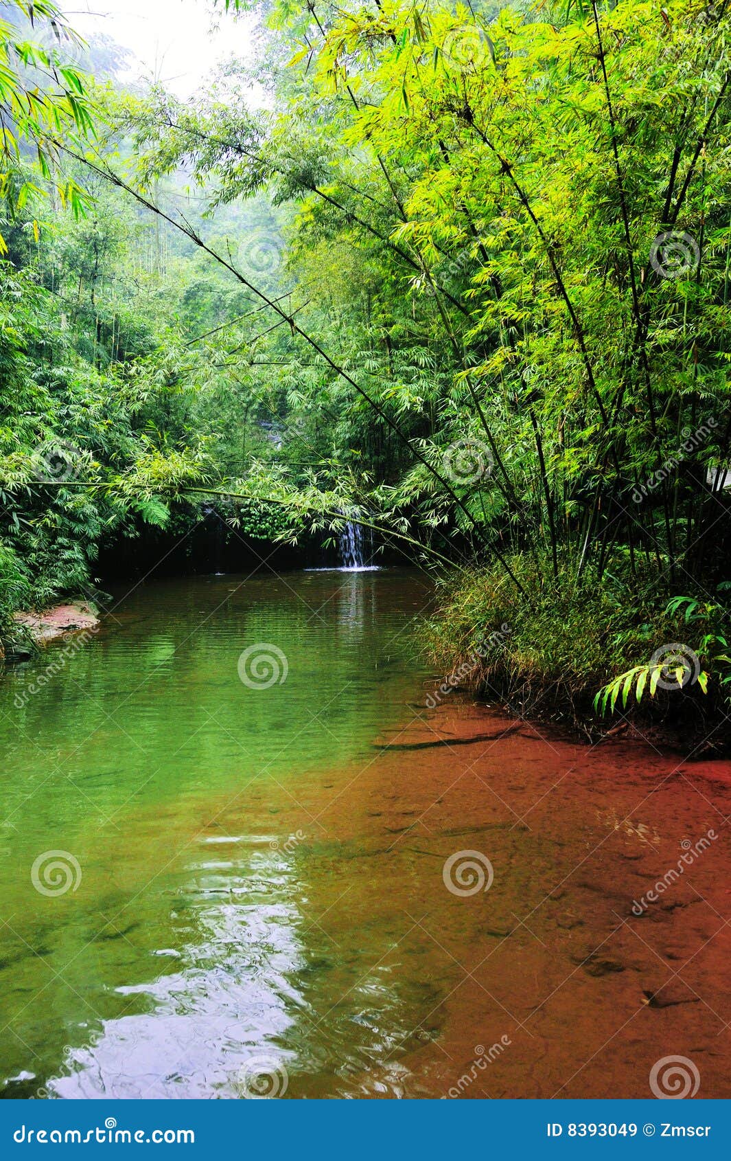 Bamboo pond stock image. Image of sichuan, sunshine, clean - 8393049