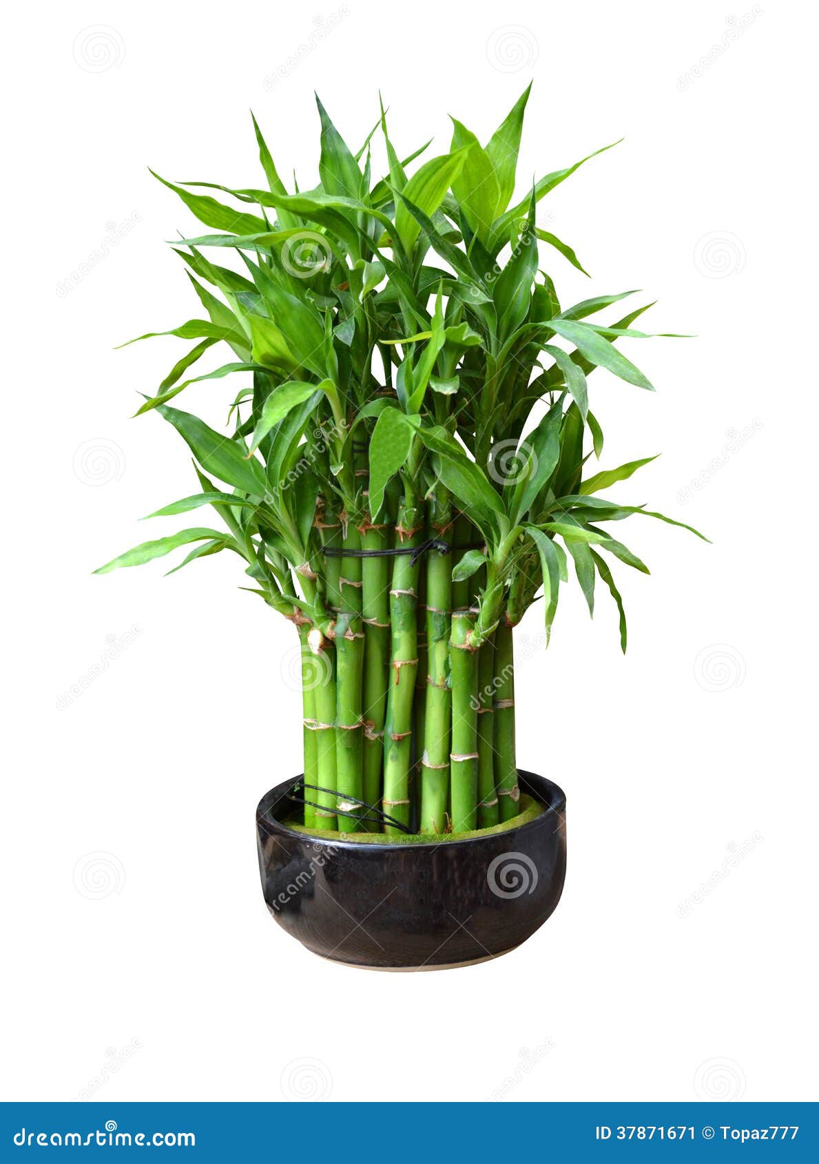 Bamboo in a pot stock image. Image of home, houseplant - 37871671
