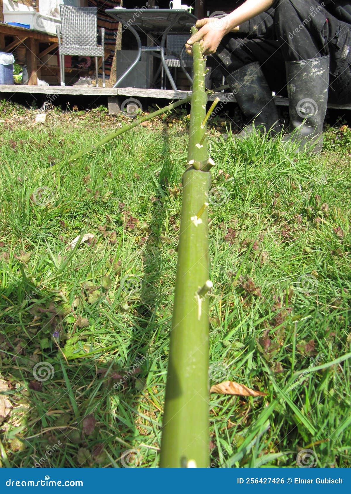 Bamboo Processing and Bamboo Craft Stock Photo - Image of craft, wood ...