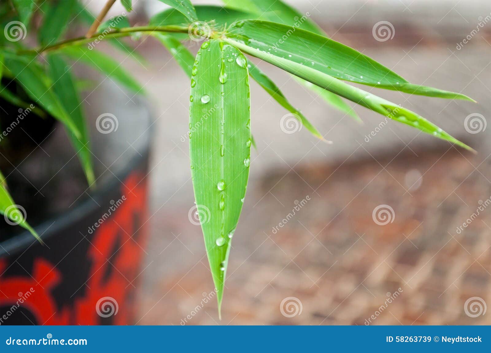 Bamboo with rain drops stock image. Image of asia, environment - 58263739