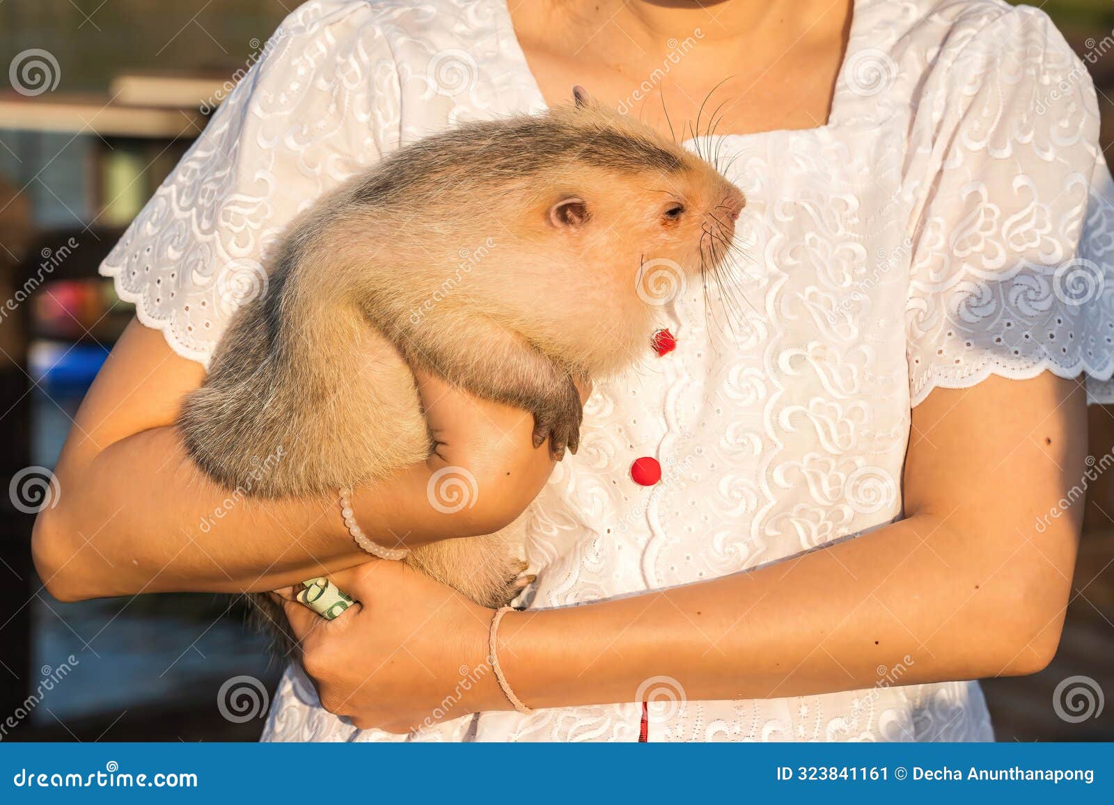 Bamboo rat stock image. Image of background, garden - 323841161