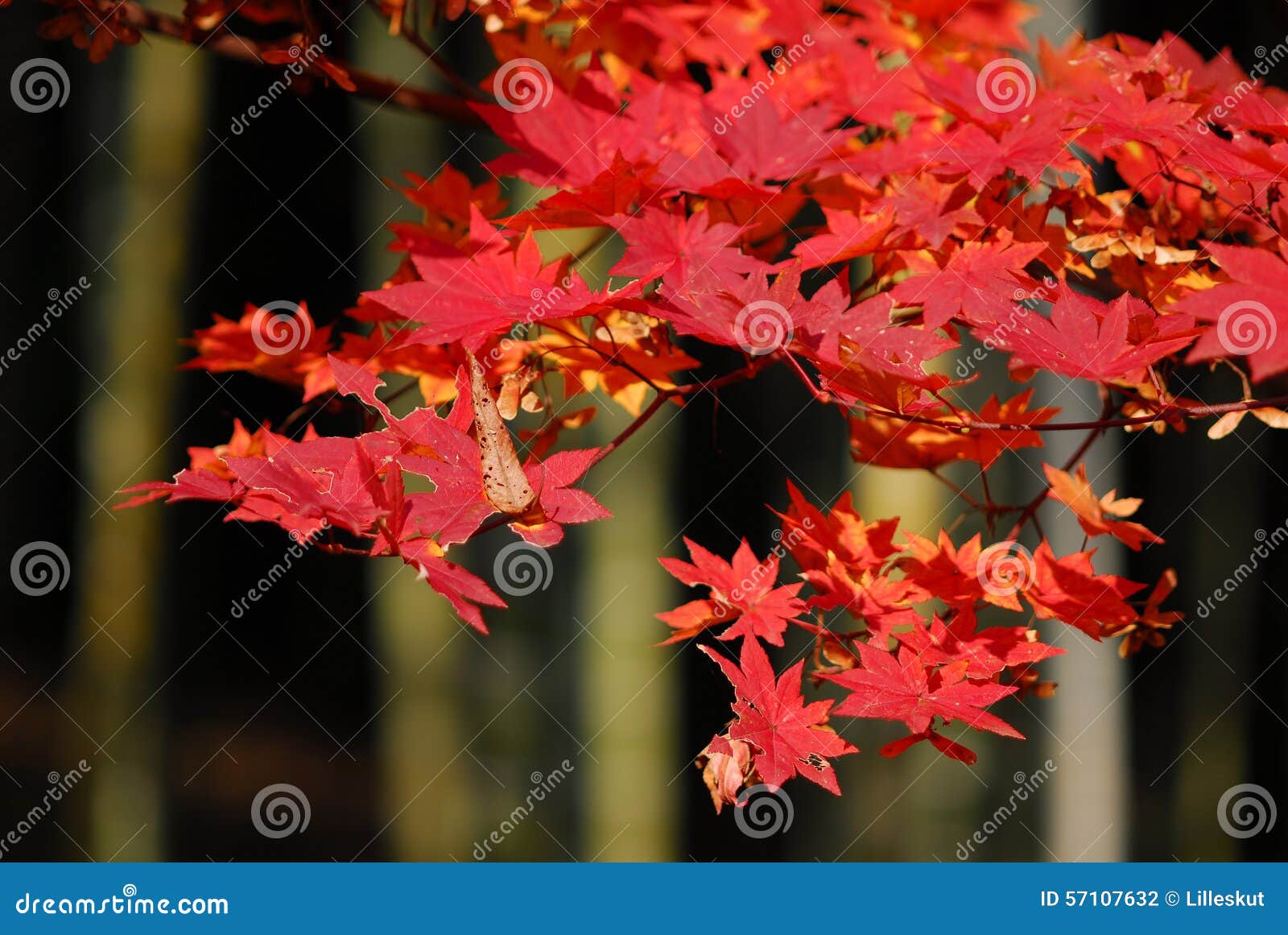 Bamboo red maple stock photo. Image of branch, color - 57107632