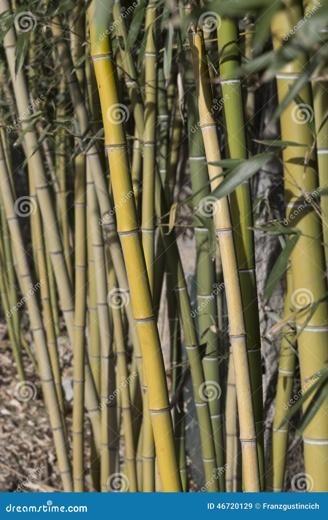 Bamboo reeds stock image. Image of asian, fresh, grow - 46720129