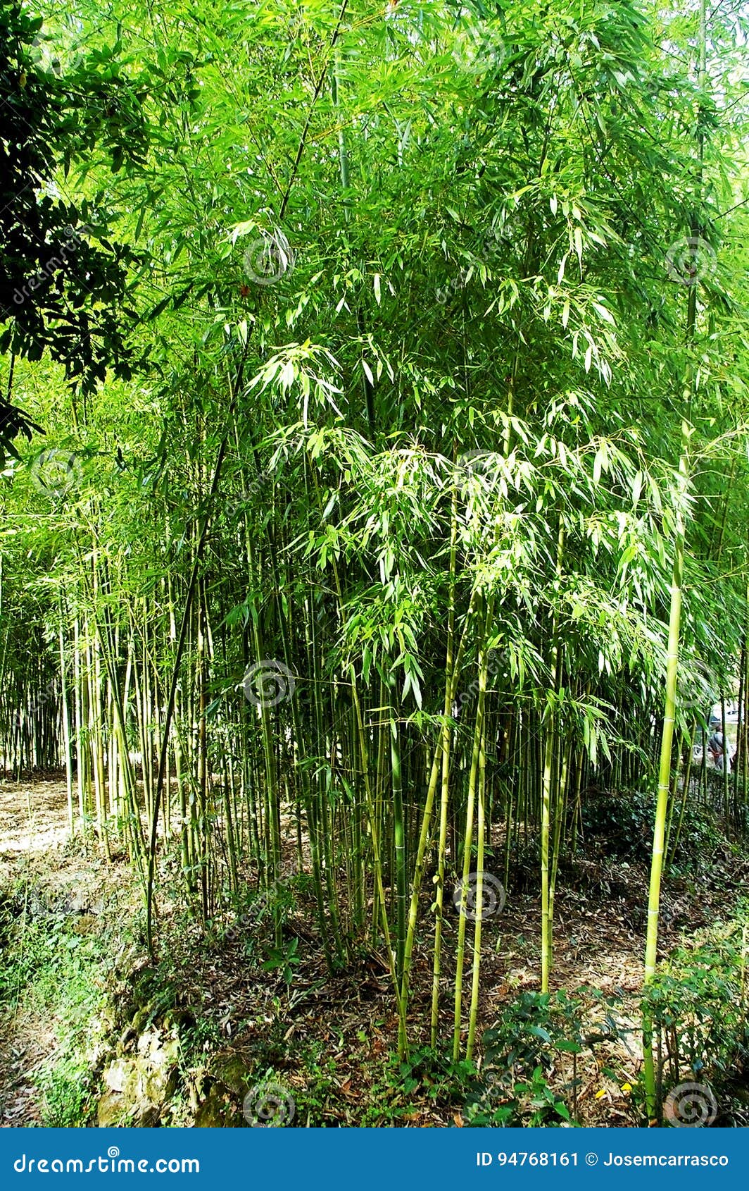 Bamboo reeds stock image. Image of fresh, branch, color - 94768161