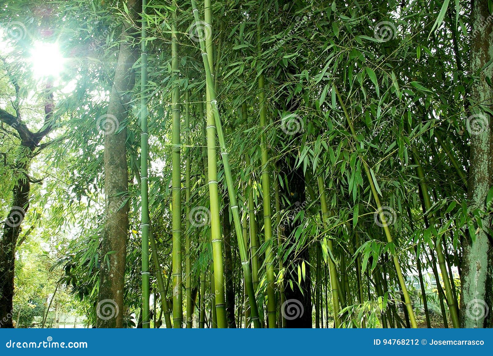 Bamboo reeds stock photo. Image of colorful, deciduous - 94768212