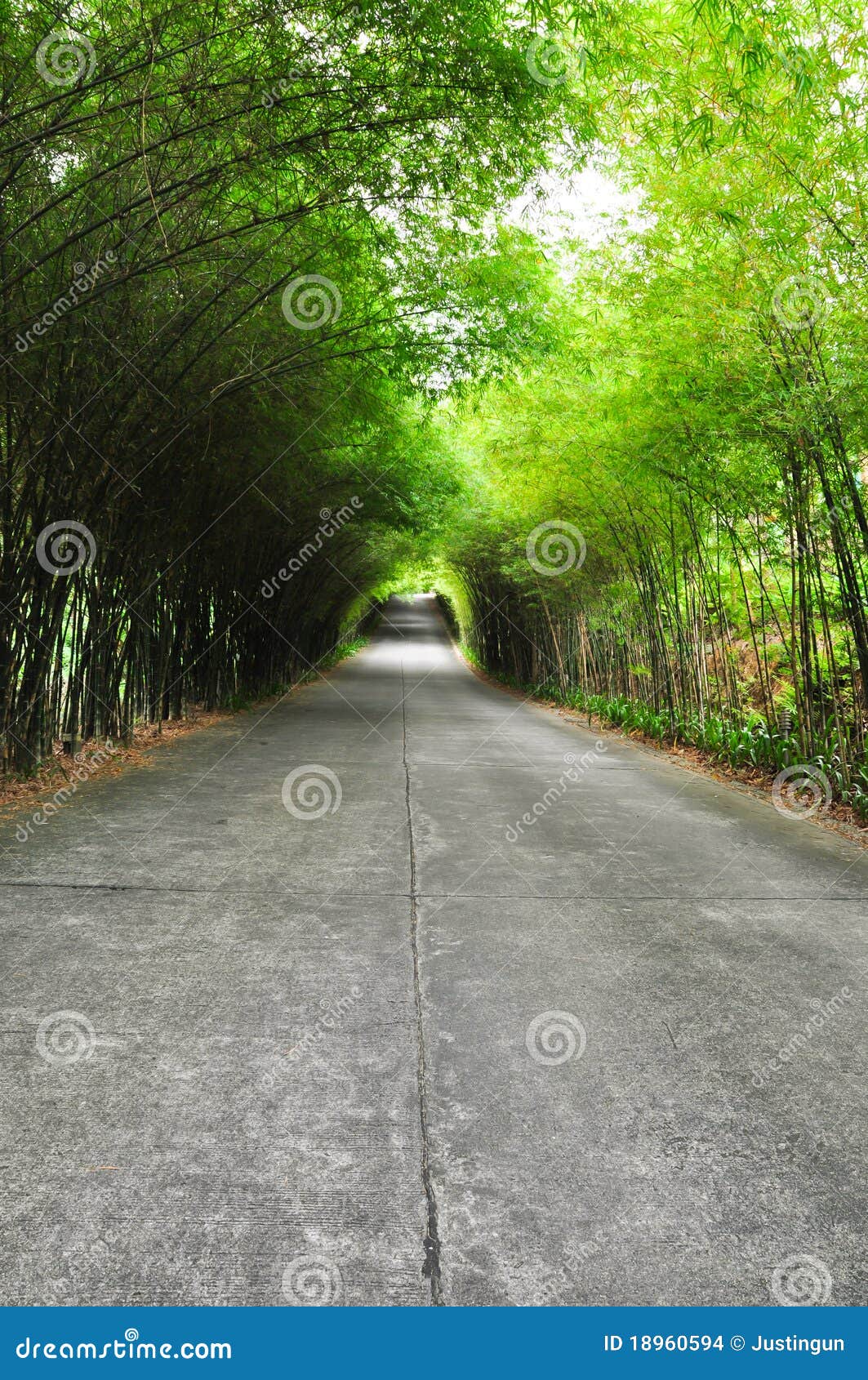 Bamboo road stock photo. Image of nature, growth, garden - 18960594