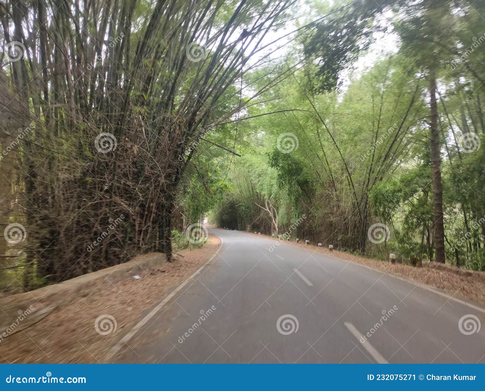 Bamboo Trees on the Road Side Stock Image - Image of forward, curved ...