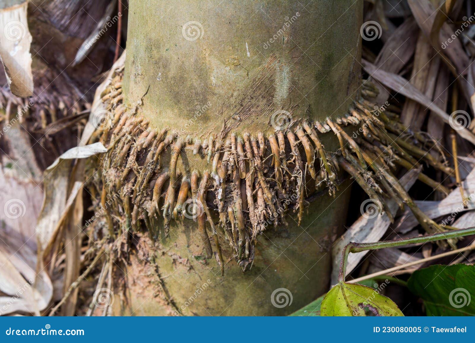 Bamboo root stock image. Image of grass, versatile, root - 230080005