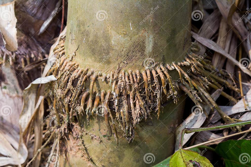 Bamboo root stock image. Image of grass, versatile, root - 230080005