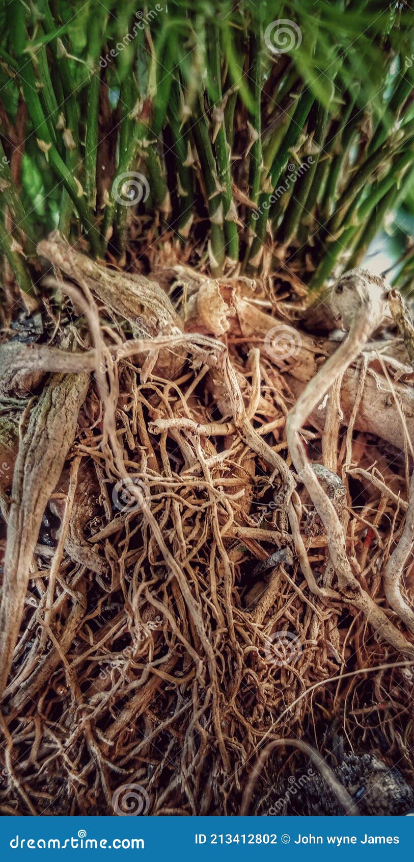 The bamboo root stock photo. Image of trunk, agriculture - 213412802