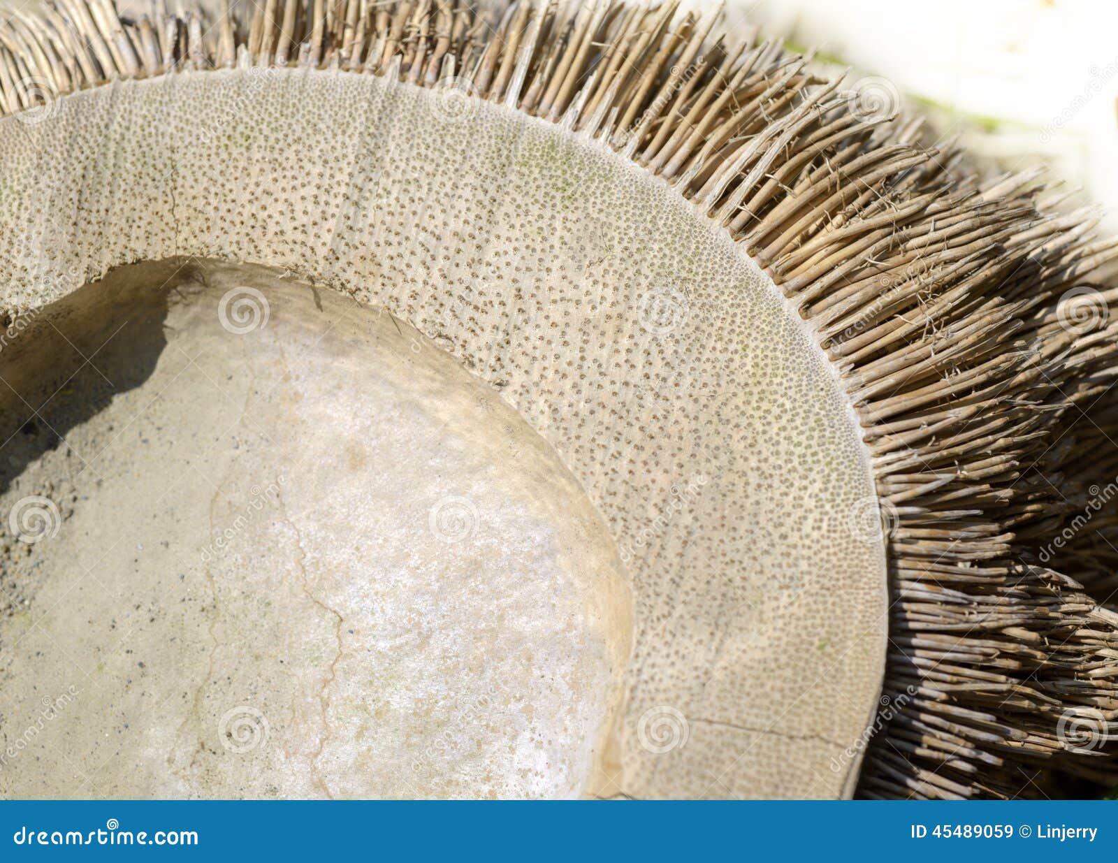 Bamboo root stock image. Image of skin, plant, bark, textured - 45489059