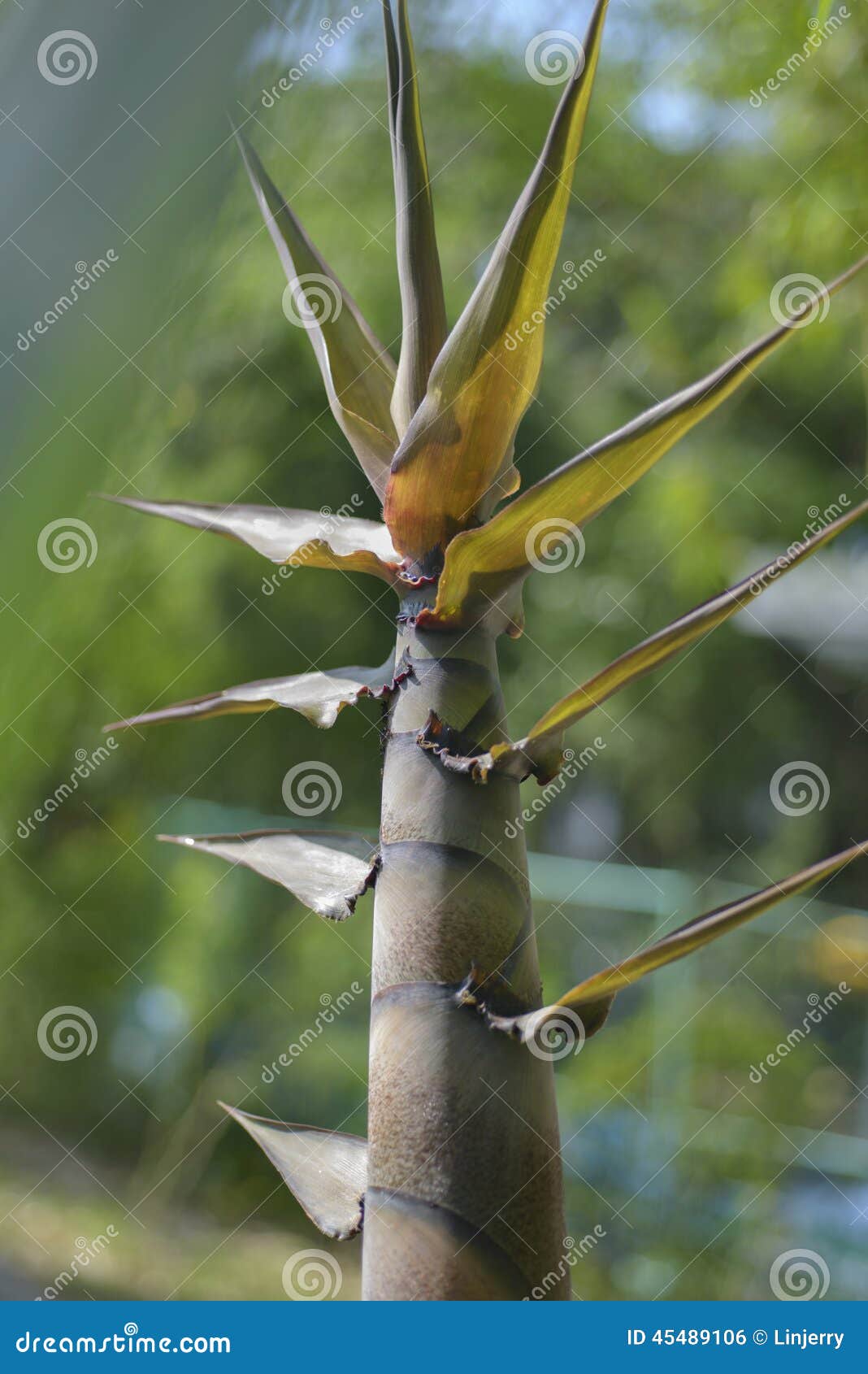 Bamboo root stock photo. Image of asia, cuisine, edible - 45489106