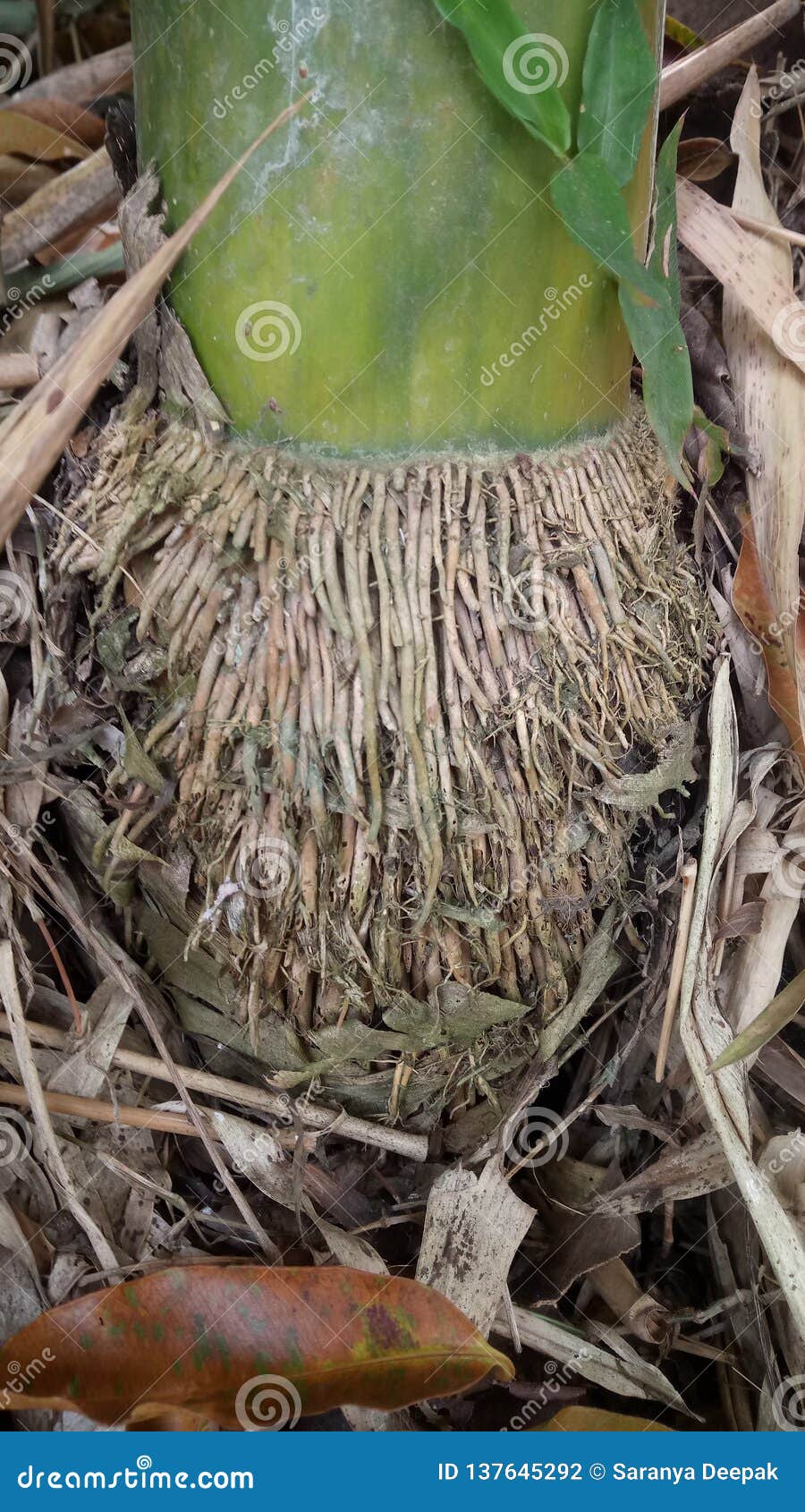 Bamboo root stock photo. Image of plant, greenish, base - 137645292