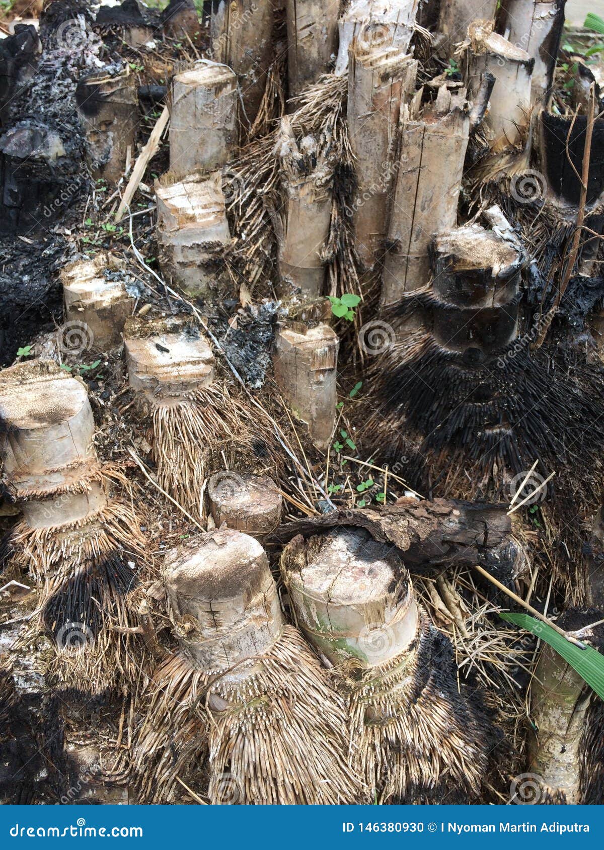 Bamboo root was burn stock photo. Image of root, bamboo - 146380930