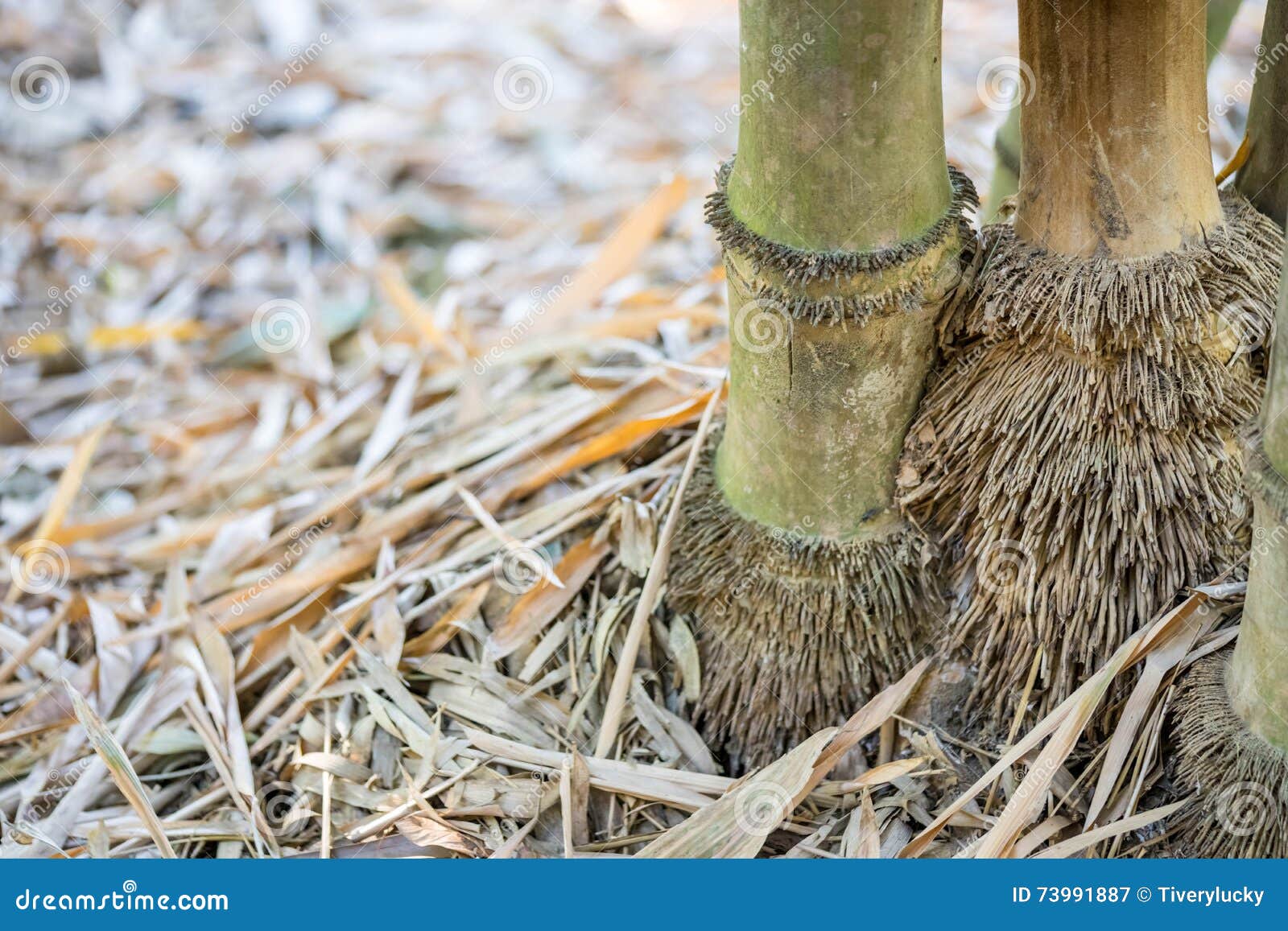 Bamboo roots stock image. Image of closeup, nature, root - 73991887