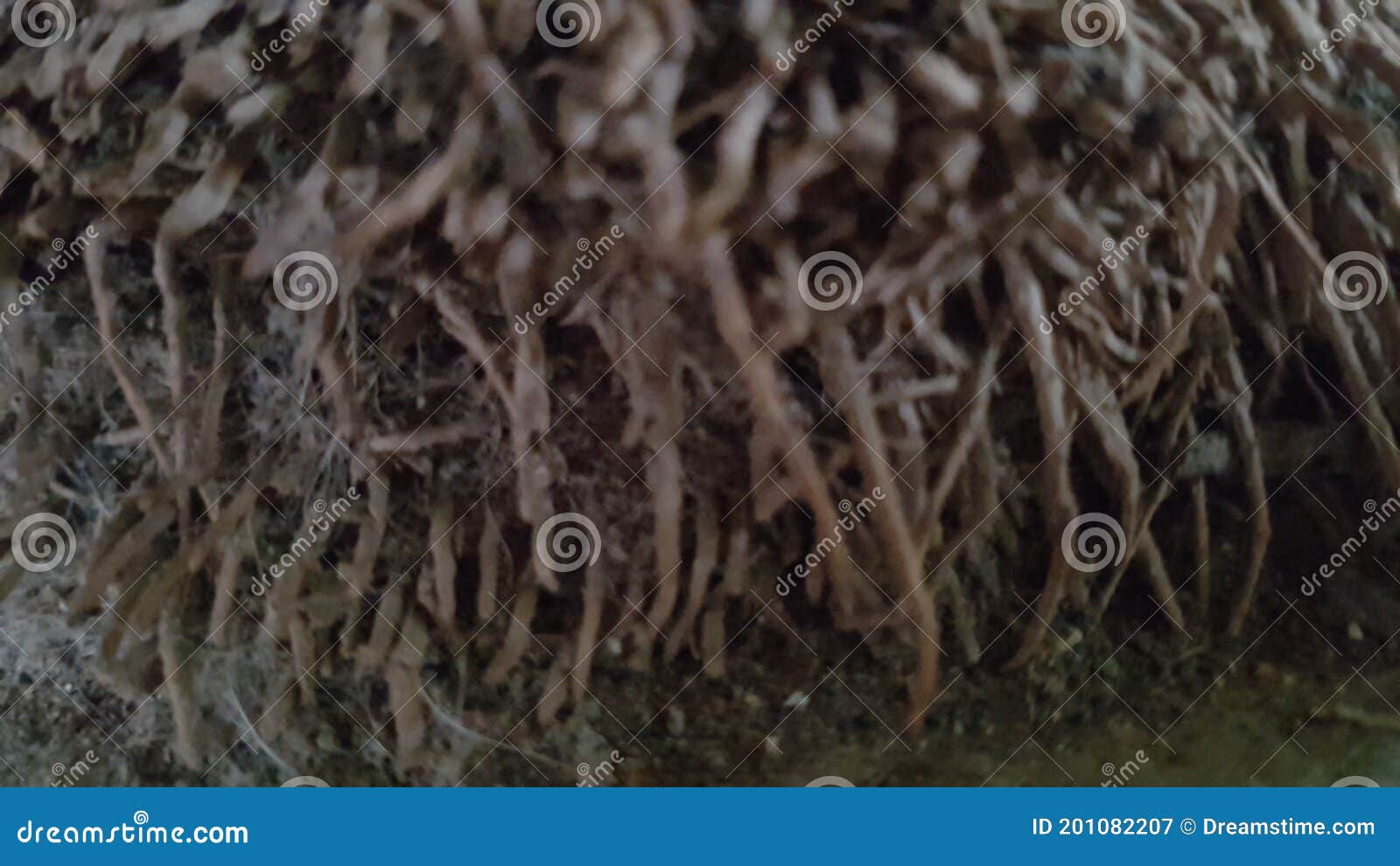 Bamboo Roots stock image. Image of trunk, soil, plant - 201082207