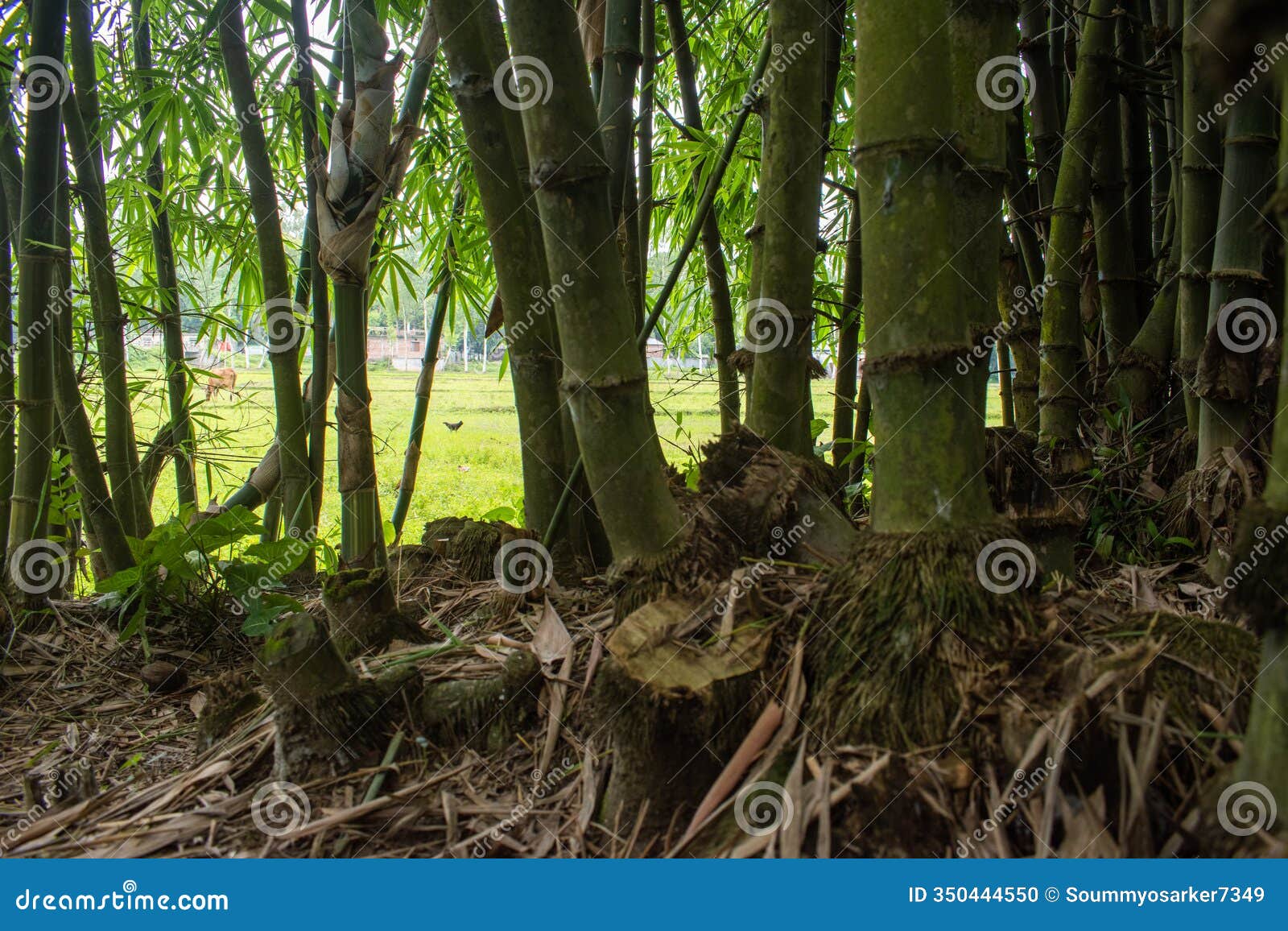 Bamboo and Roots in a Garden beside Green Field Stock Photo - Image of ...