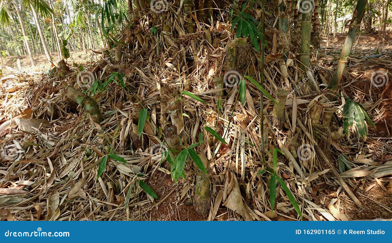 Bamboo Roots and Bamboo Leaves Stock Image - Image of ground, nature ...