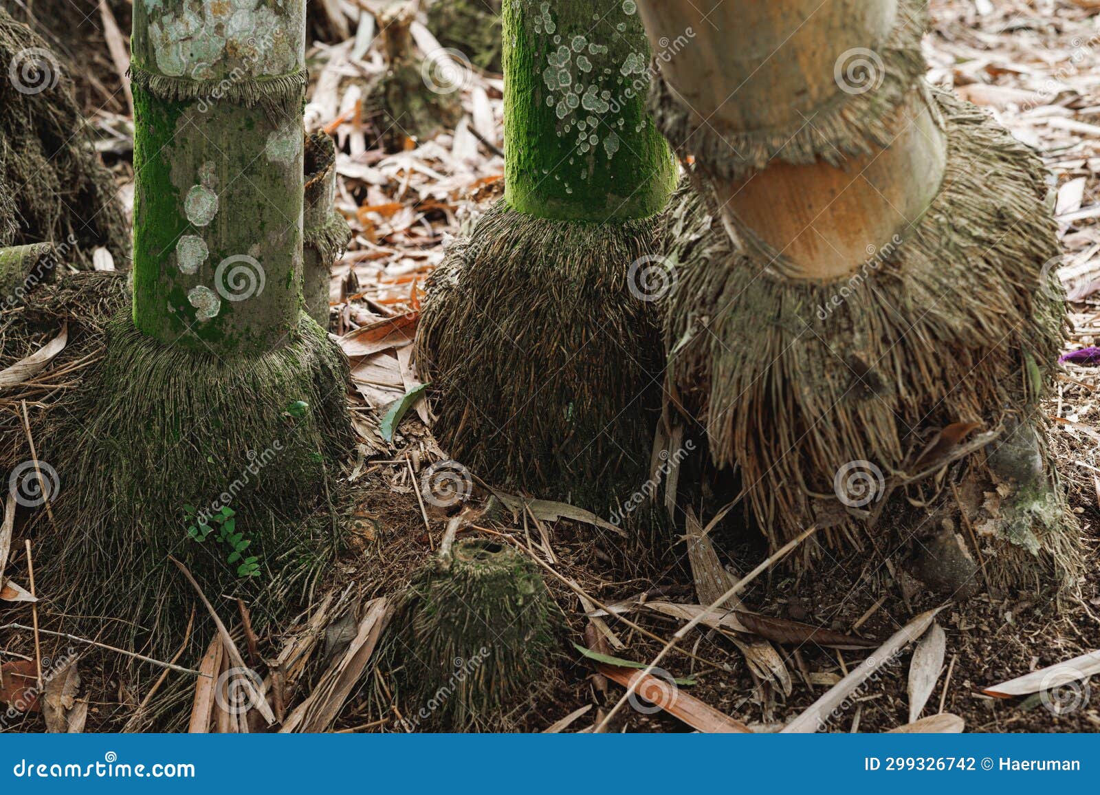 Bamboo Roots, Many Small and Large Roots. the Base of a Bamboo Tree ...