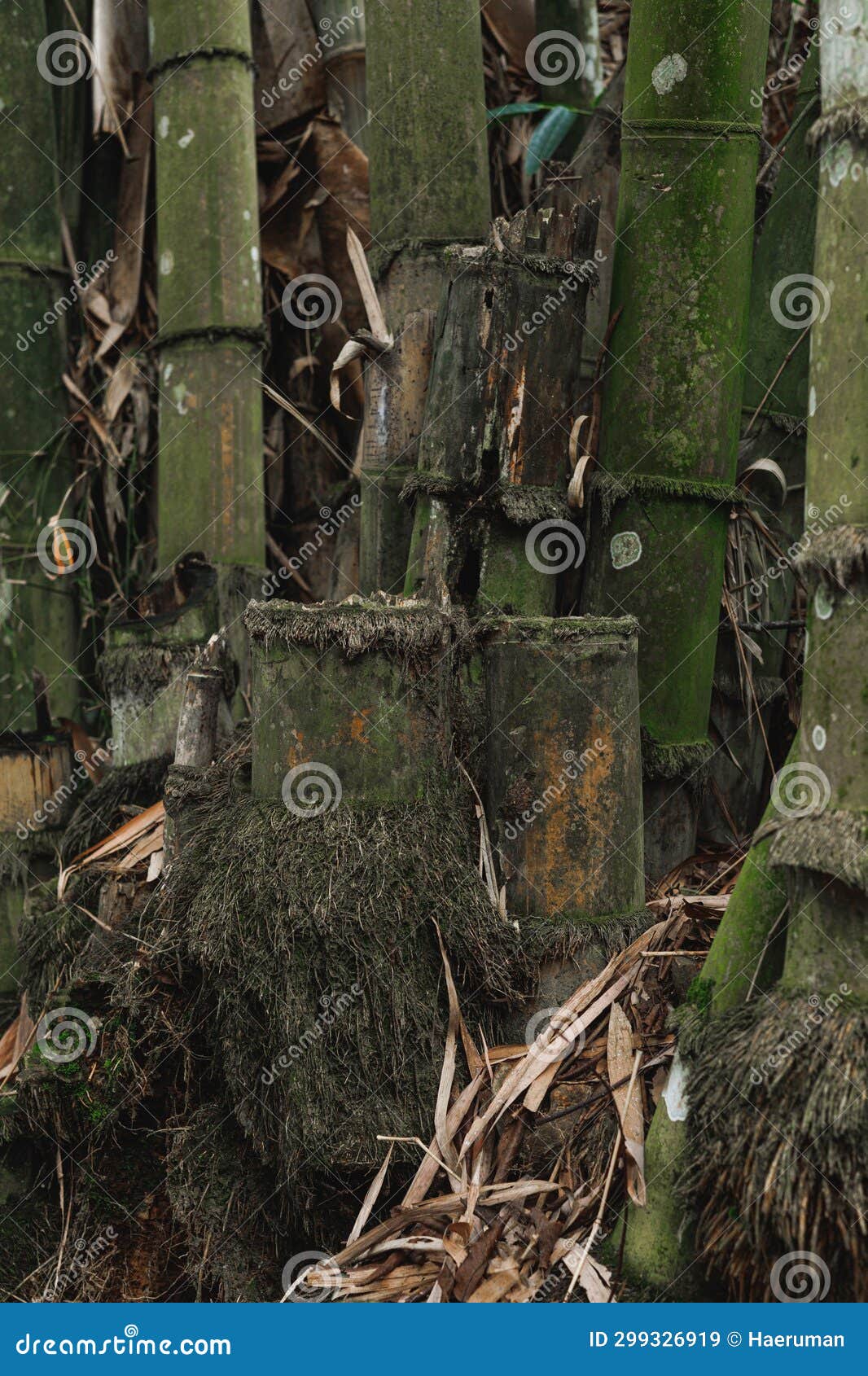 Bamboo Roots, Many Small and Large Roots. the Base of a Bamboo Tree ...