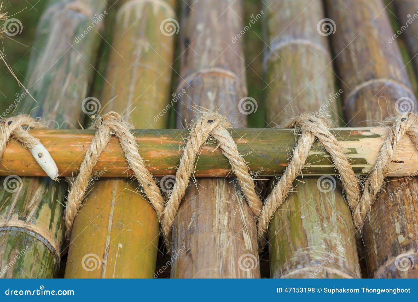Bamboo and rope tied stock photo. Image of bark, branch - 47153198
