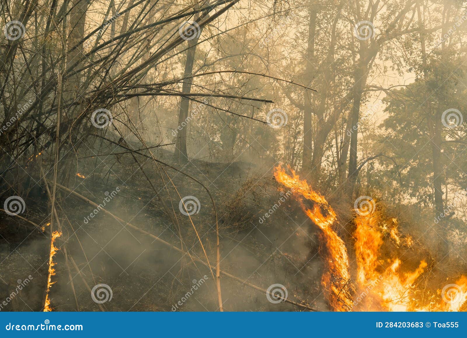Bamboo Rubbing Together in Windy Day Cause Forest Fire Stock Image ...