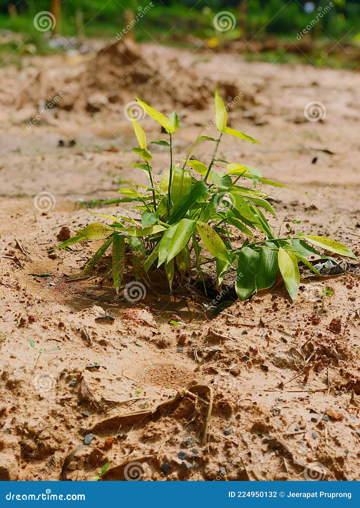 Bamboo sapling stock photo. Image of bamboo, grow, suitable - 224950132