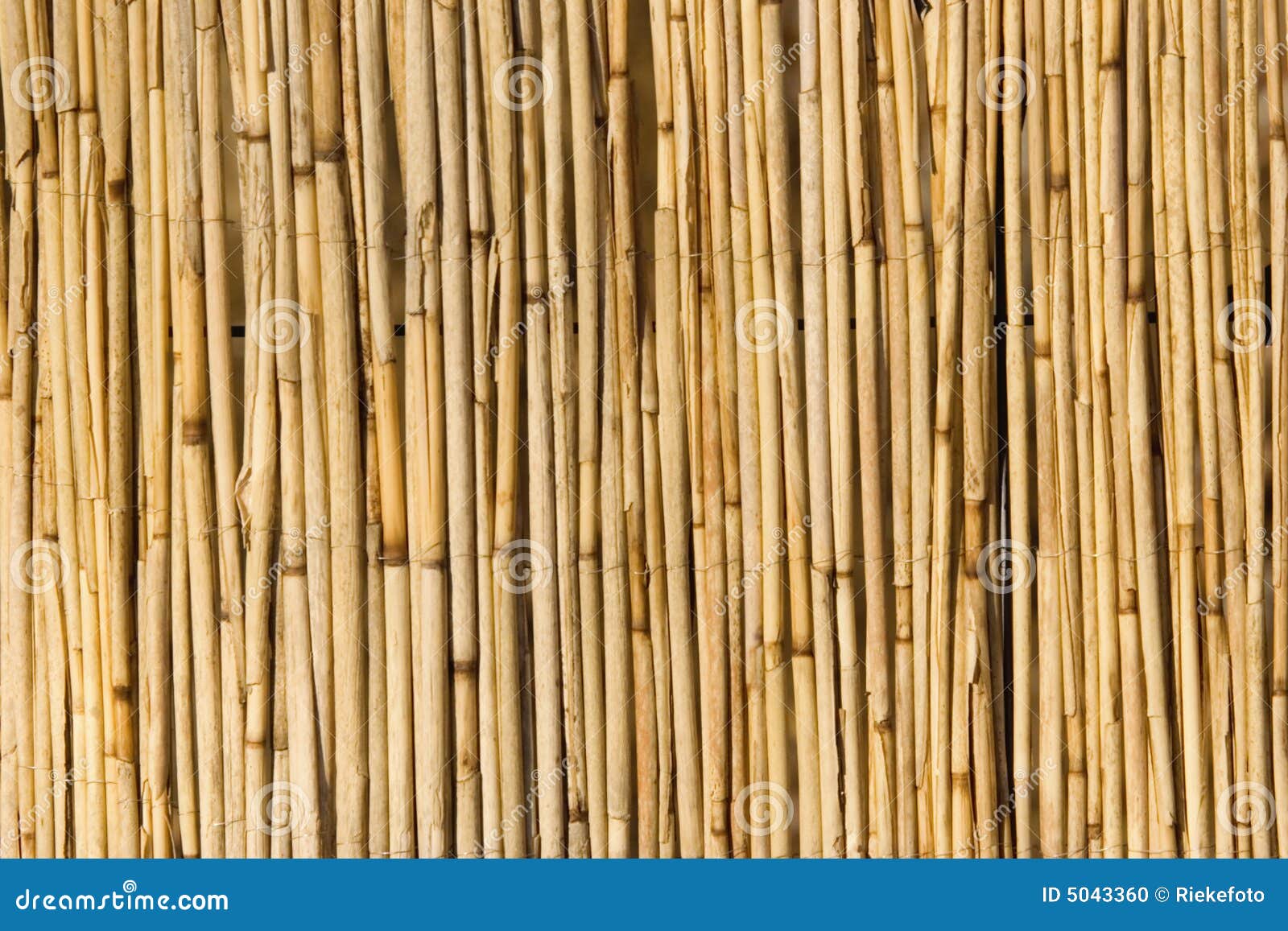 Bamboo screen stock photo. Image of natural, nature, simplicity - 5043360