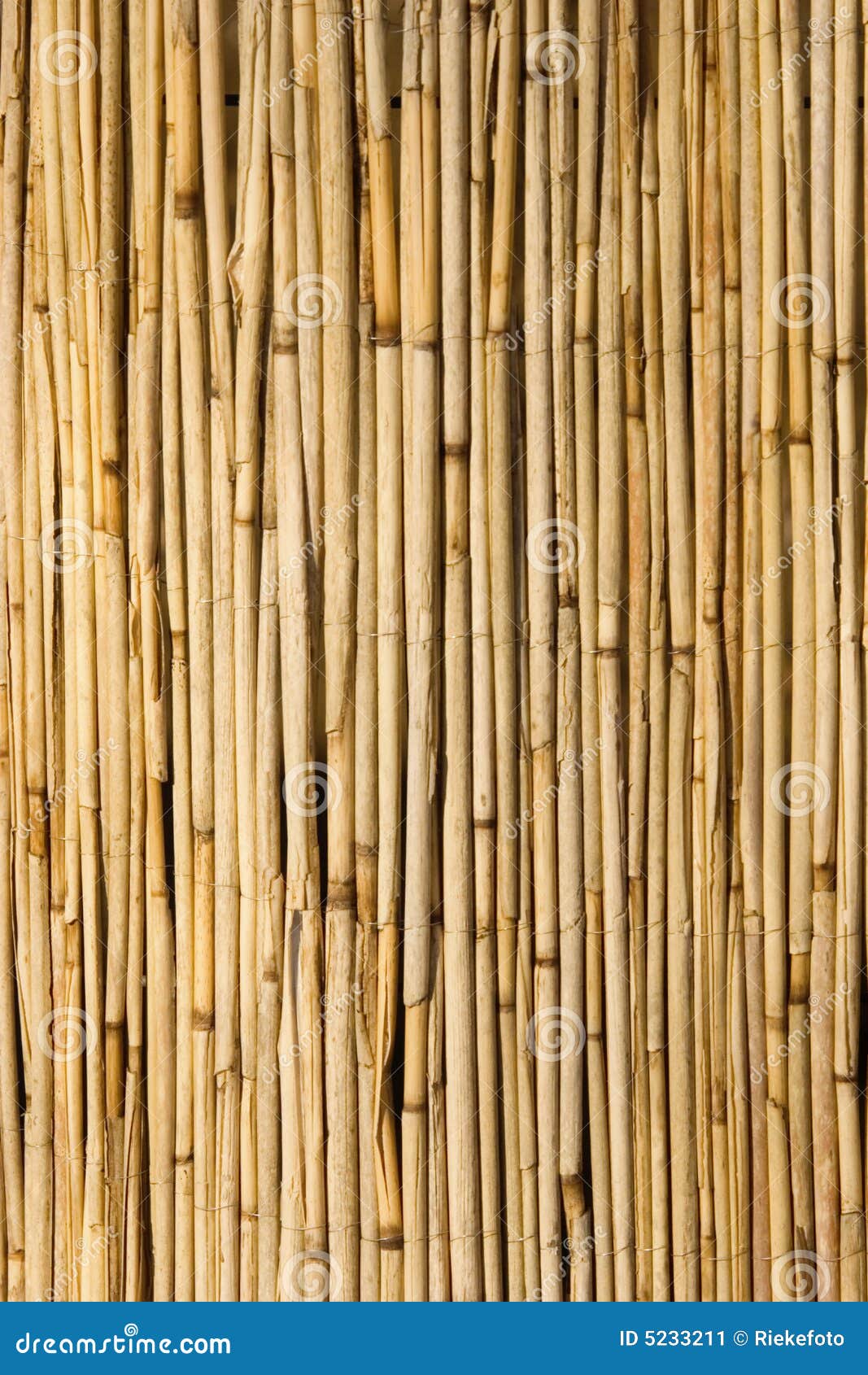 Bamboo screen stock image. Image of striped, thin, beige - 5233211