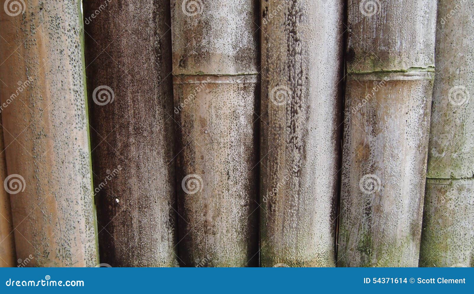 Bamboo screen stock photo. Image of nature, bamboo, outdoor - 54371614
