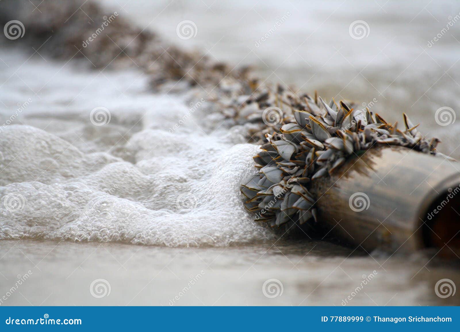 Bamboo with the Sea Shell on the Beach. Stock Image - Image of natural ...