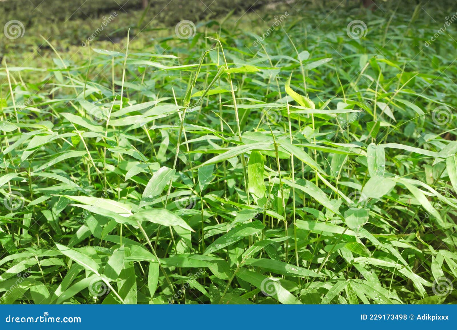 Bamboo Seedlings. Bambusa Sp Stock Photo - Image of growth, leaf: 229173498