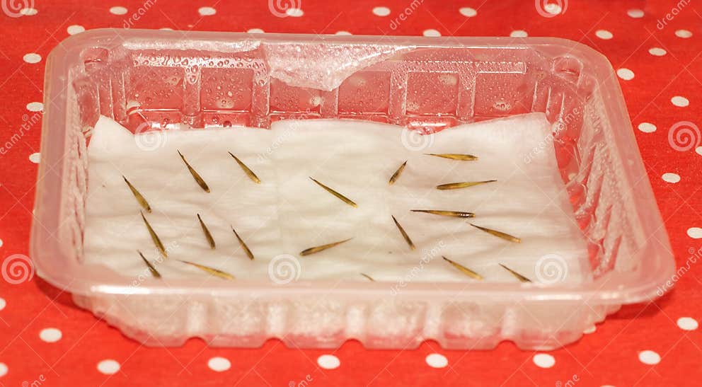 Bamboo Seeds in the Process of Germination on the Wet Napkin Stock ...