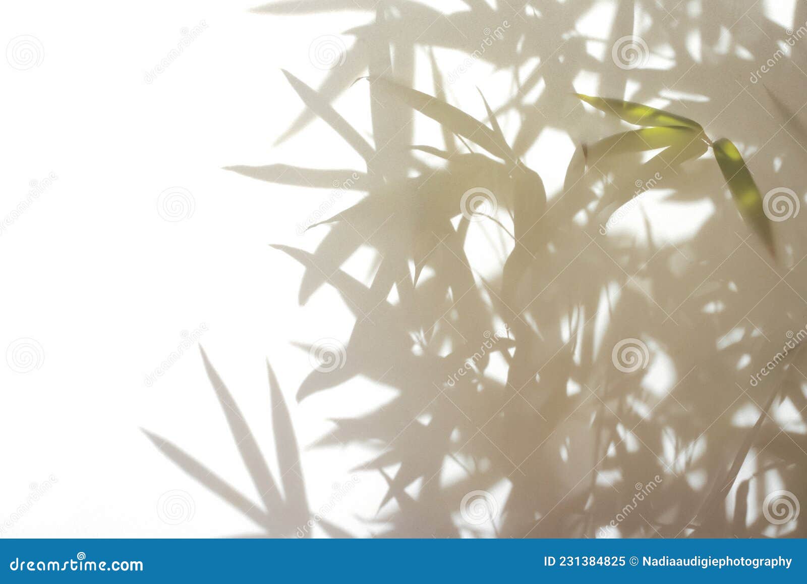 Bamboo shadow background stock image. Image of silhouette - 231384825