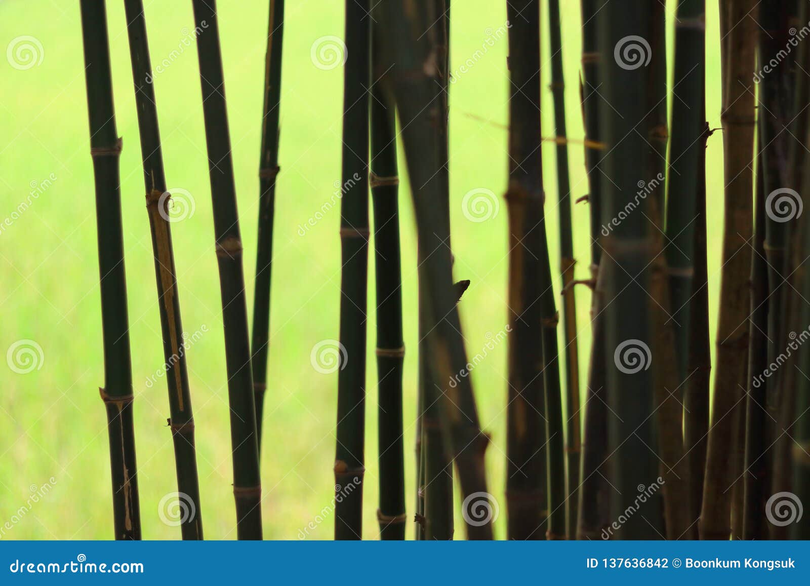 Bamboo in Shadow Green Light Background Stock Photo - Image of ...