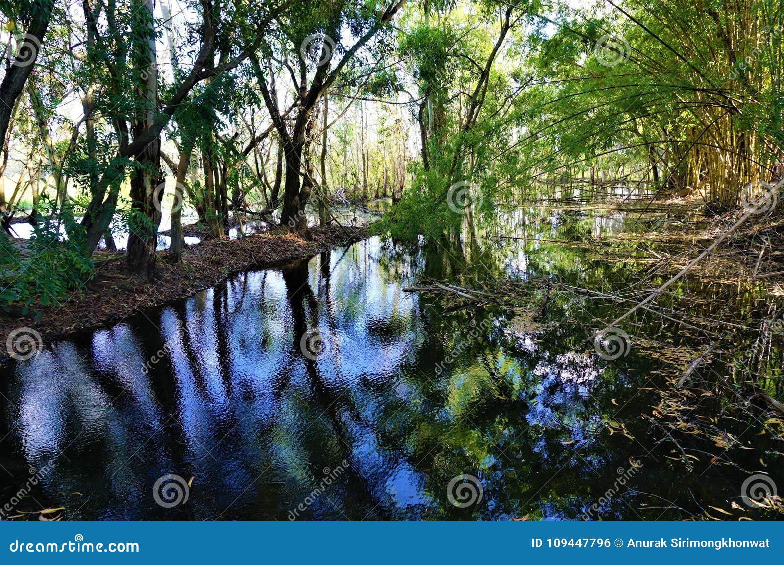 Bamboo Shadow in the Water Tree Tunnel Stock Photo - Image of bamboo ...