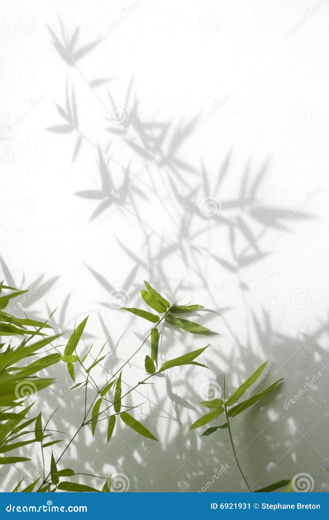 Bamboo shadows stock image. Image of green, asia, leaves - 6921931