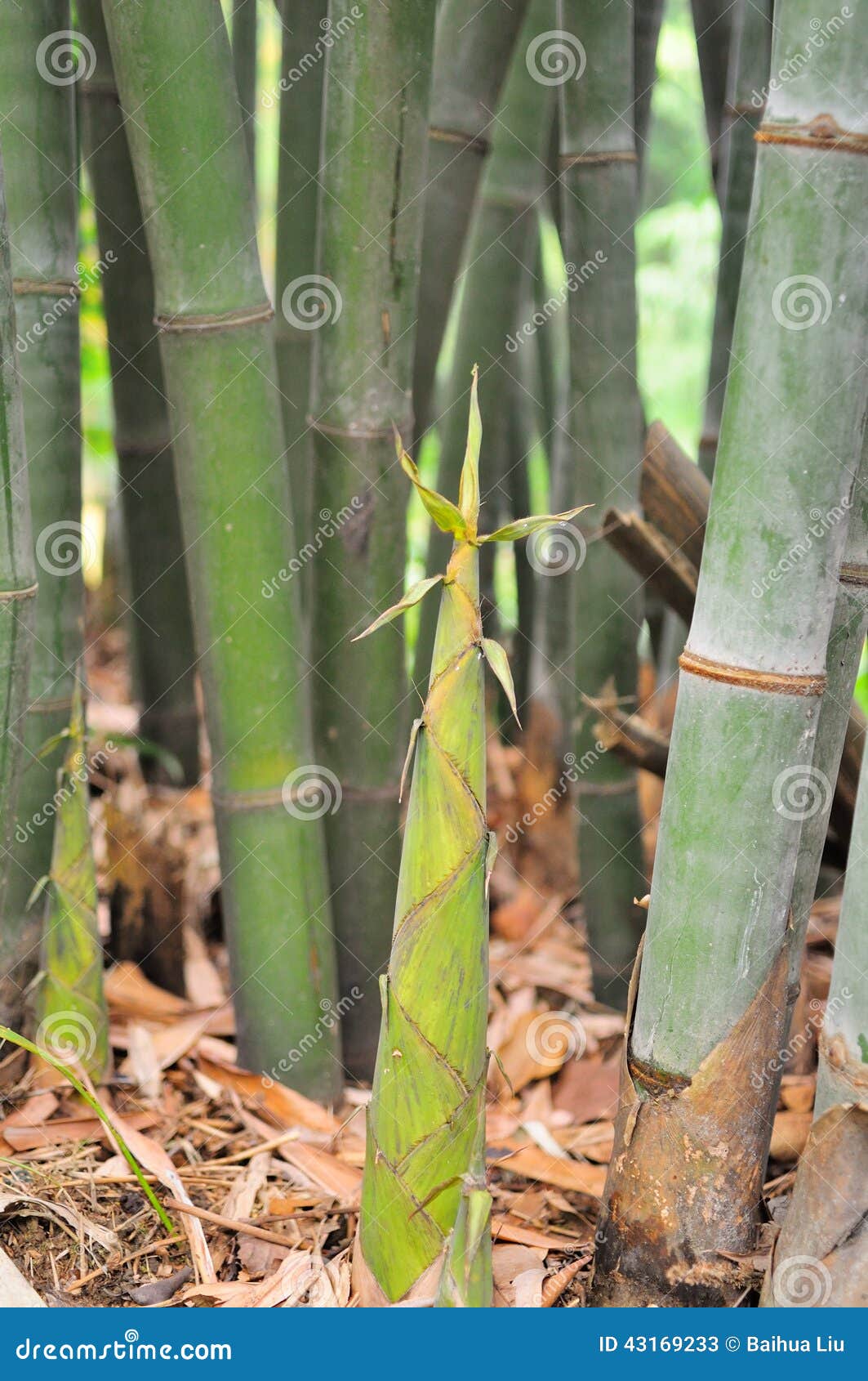 Bamboo Shoo Stock Photos - Free & Royalty-Free Stock Photos from Dreamstime