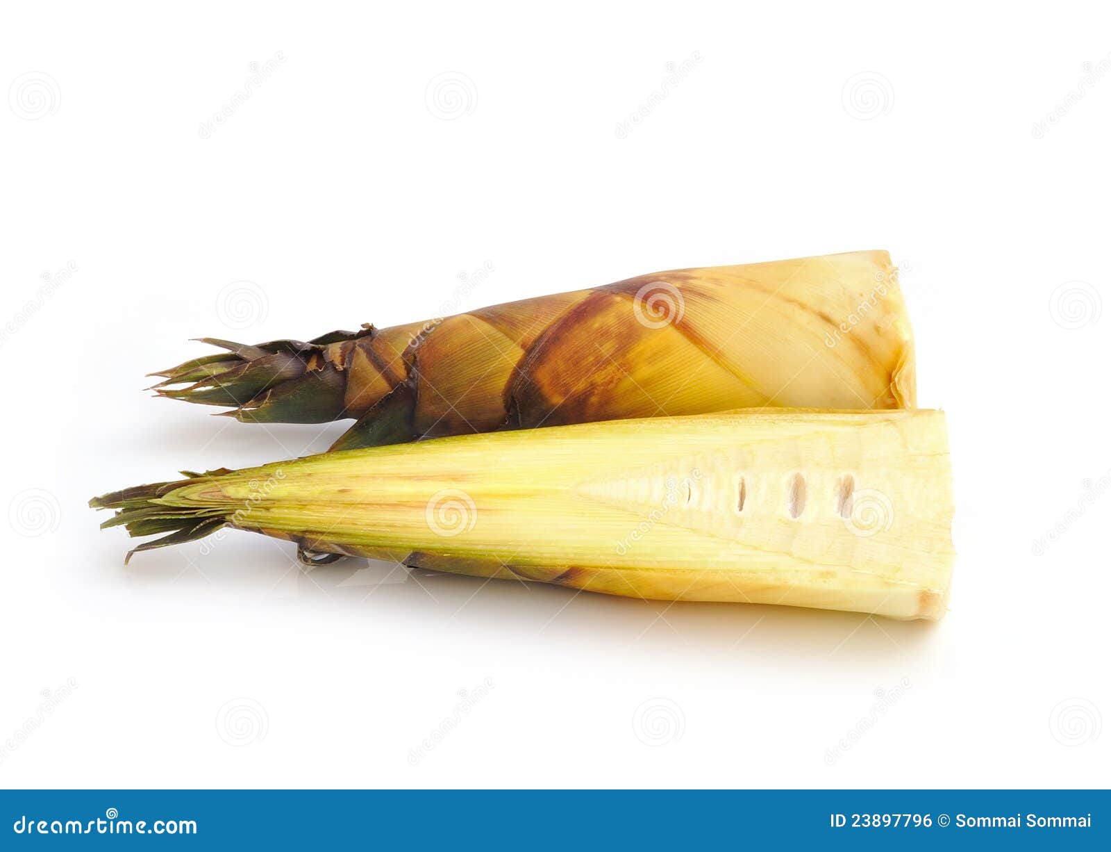 Bamboo shoot stock photo. Image of background, vegetarian - 23897796