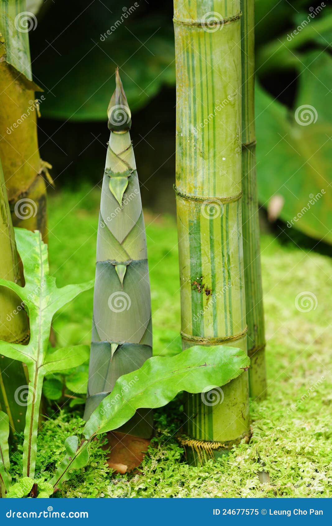 Bamboo shoot stock image. Image of bright, plant, green - 24677575