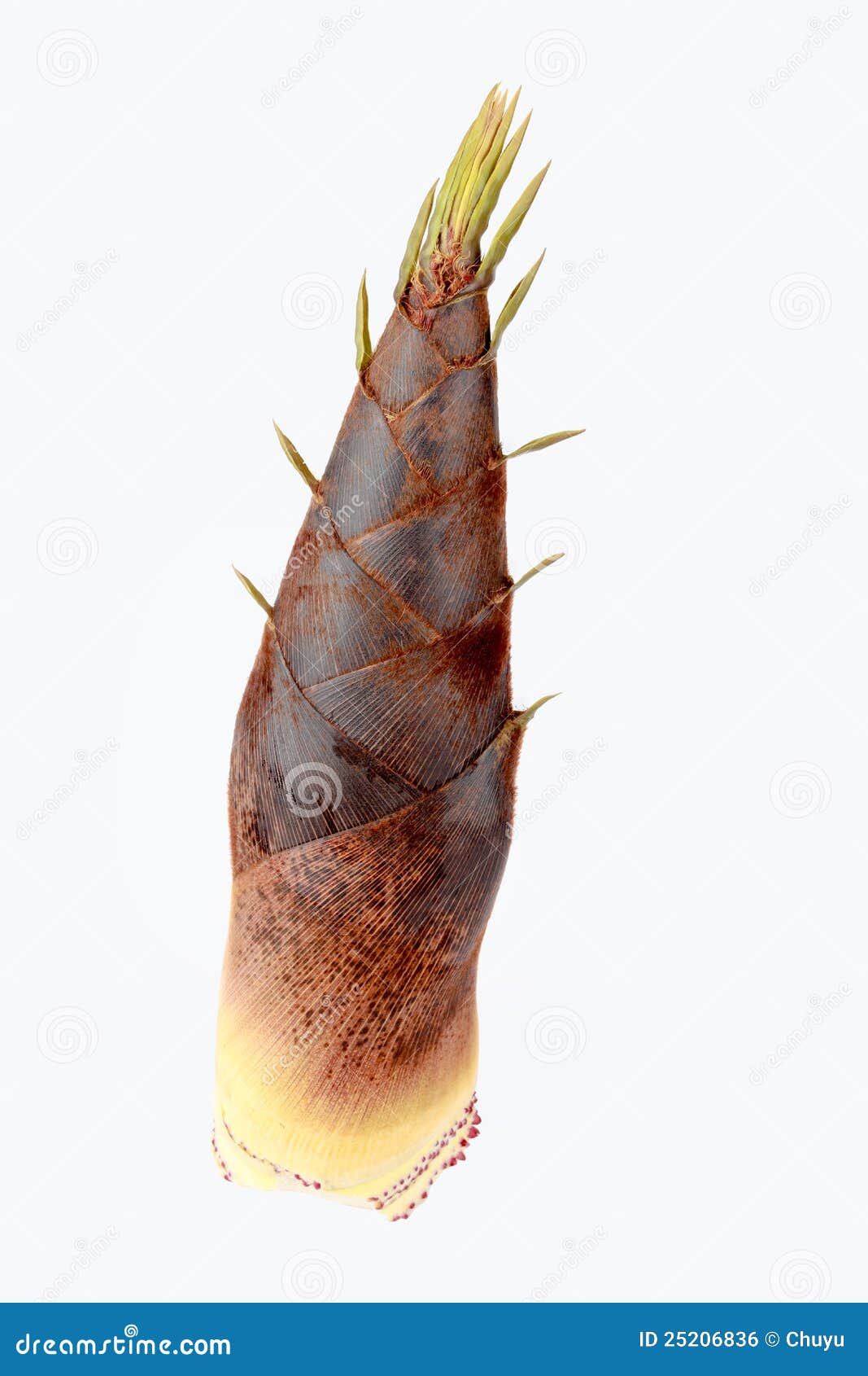 Bamboo Shoot Royalty-Free Stock Photography | CartoonDealer.com #42124115