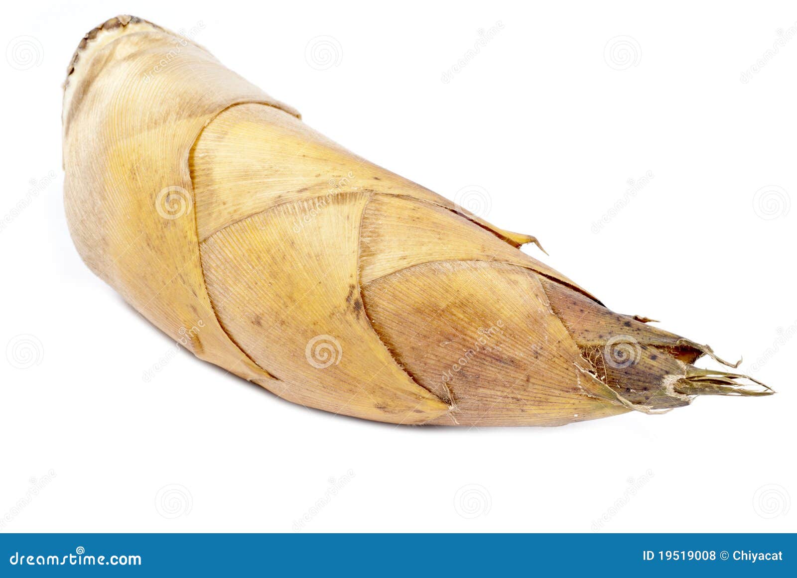 Bamboo Shoot Isolated on White Stock Photo - Image of husks, chinese ...