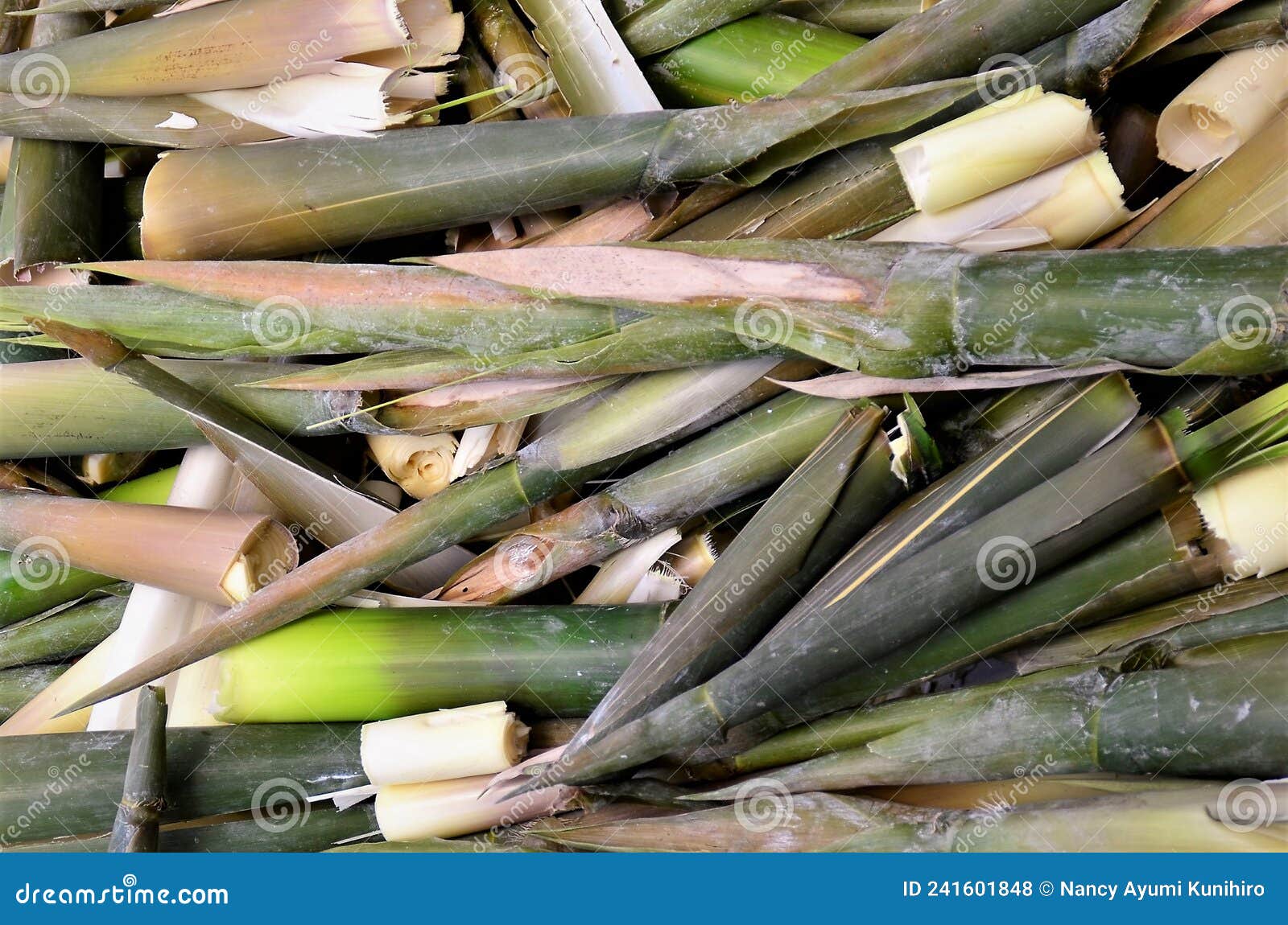 Bamboo Shoot Leaves Details Stock Photo - Image of peeled, shoot: 241601848